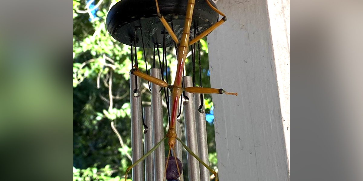 Stick Bug Wanders Into Guy's Yard And Becomes A Part Of His Family ...