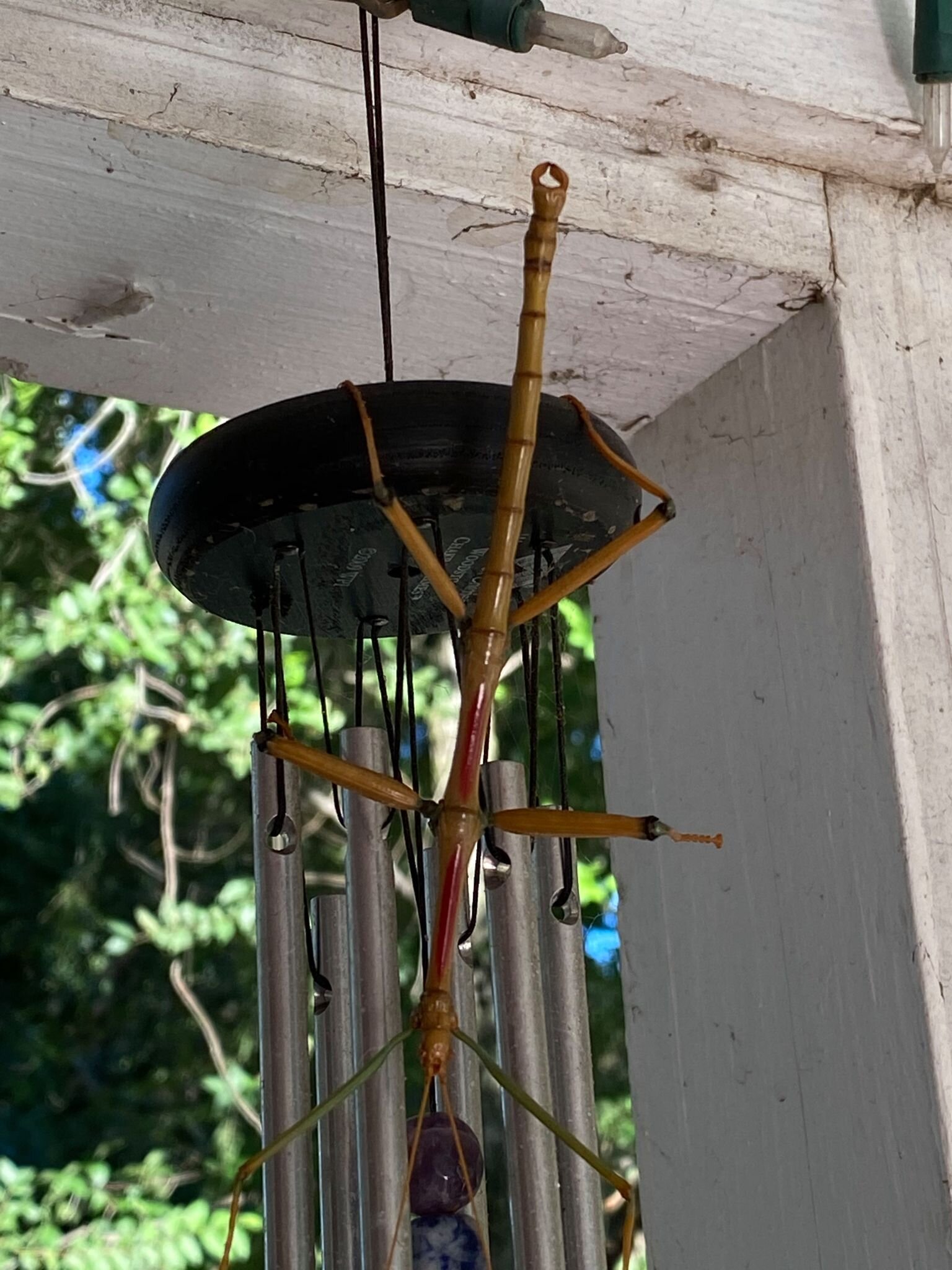 Stick Bug Wanders Into Guy's Yard And Becomes A Part Of His Family ...