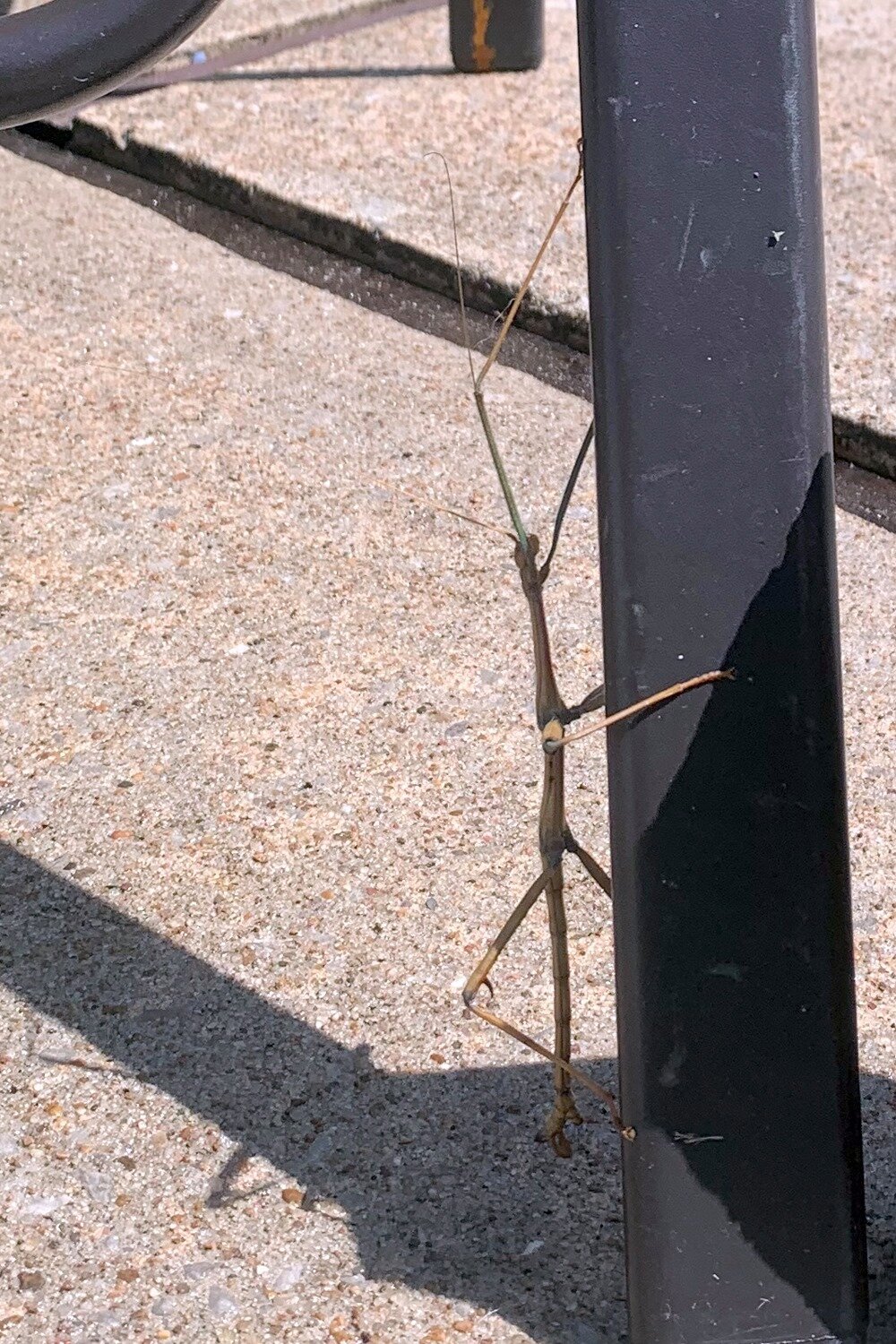 Stick Bug Wanders Into Guy's Yard And Becomes A Part Of His Family ...