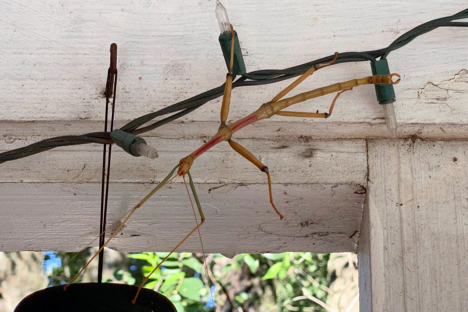 Stick Bug Wanders Into Guy's Yard And Becomes A Part Of His Family ...