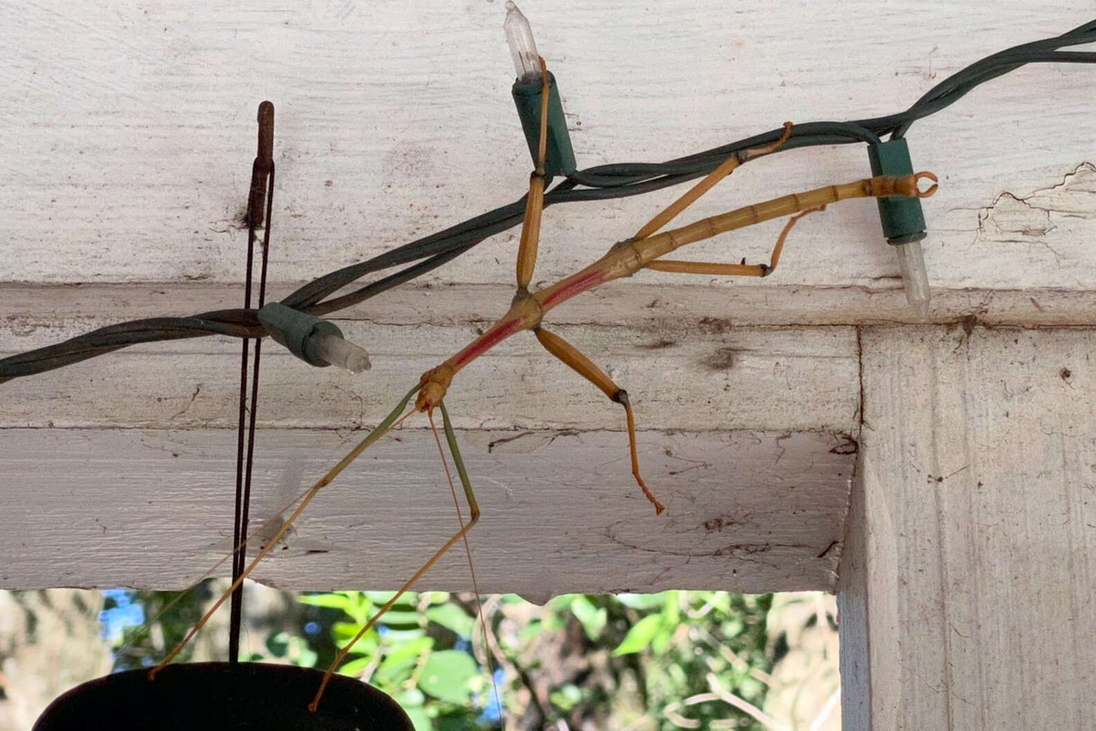 Stick Bug Wanders Into Guy's Yard And Becomes A Part Of His Family ...