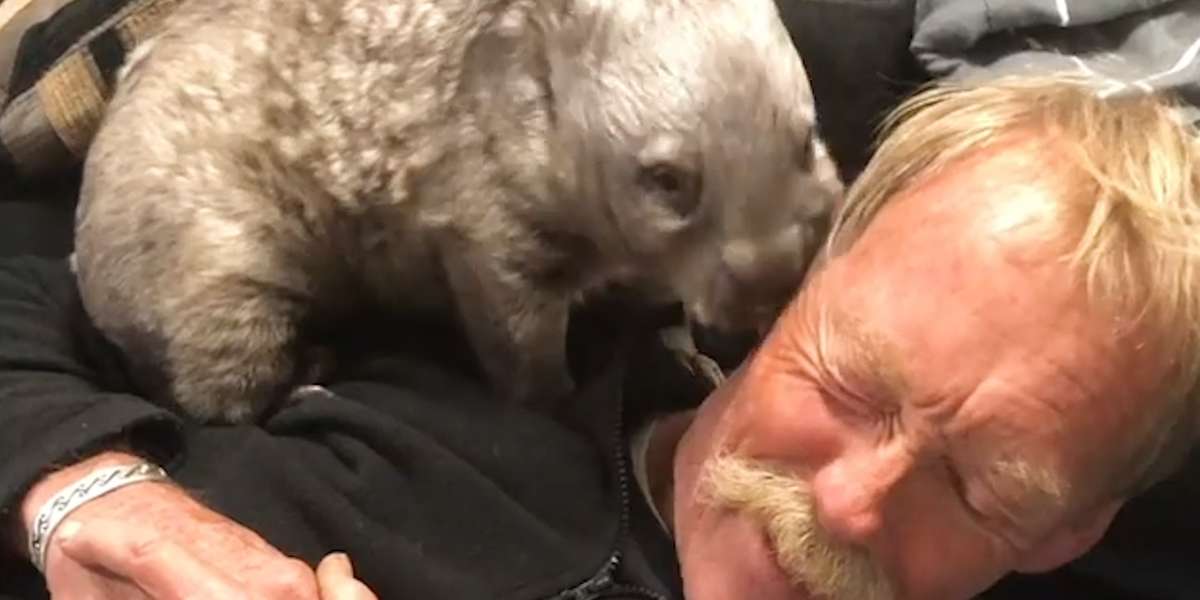 Sweet Tiny Wombat Turns His House Upside Down When He Becomes A ...