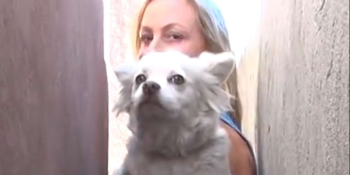 Dog Left Behind When Her Owners Moved - Videos - The Dodo