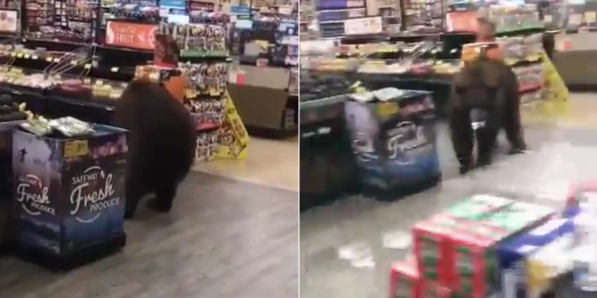 Wild Bear Won't Stop 'Shopping' At California Grocery Store - The Dodo