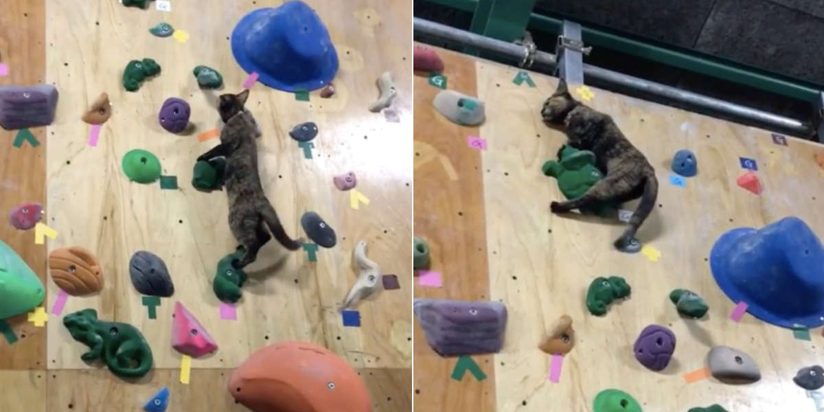 Rescue Cat Learns How To Rock Climb - The Dodo
