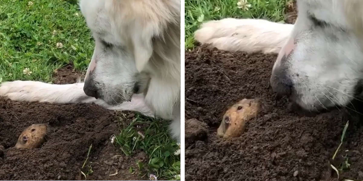 Gopher Finds A Friendly Dog Waiting For Him At The End Of His Tunnel ...