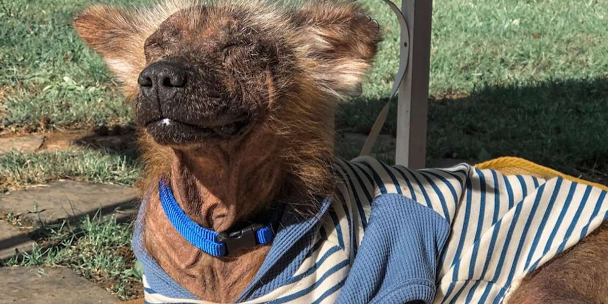 Dog Who Couldn't Stop Shaking Becomes A Snugglebug - Videos - The Dodo