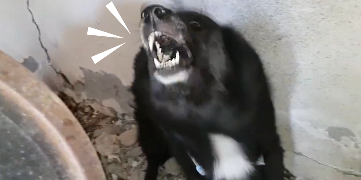 Aggressive Dog Turns Into The Biggest Mush As Soon As Someone's Kind To ...