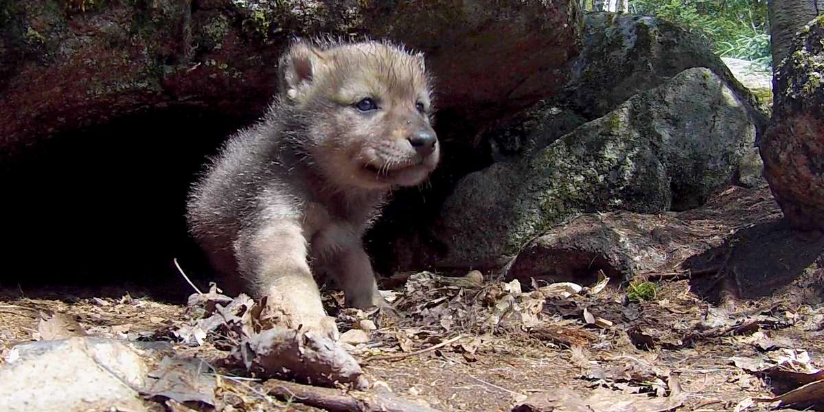 Tiniest Fuzzy Cubs Grow Up Into Gorgeous Wolves - Videos - The Dodo