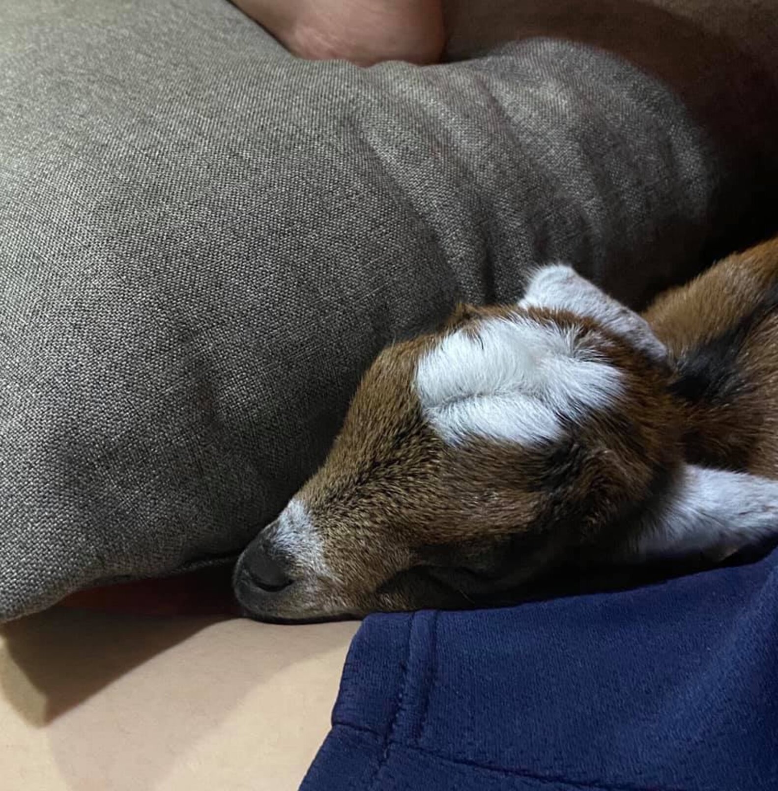Lost Baby Goat Is Overjoyed To Be Reunited With His Family - The Dodo
