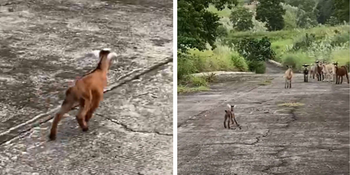 Lost Baby Goat Is Overjoyed To Be Reunited With His Family - The Dodo