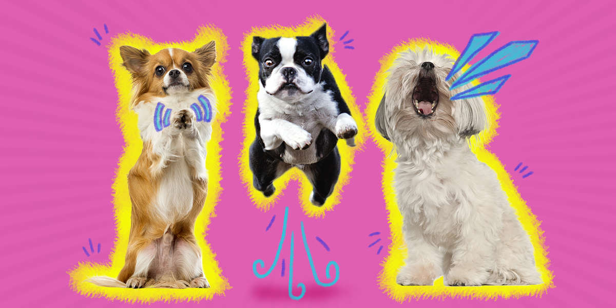 6 Naughty Dog Behaviors (And How To Stop Them) - DodoWell - The Dodo