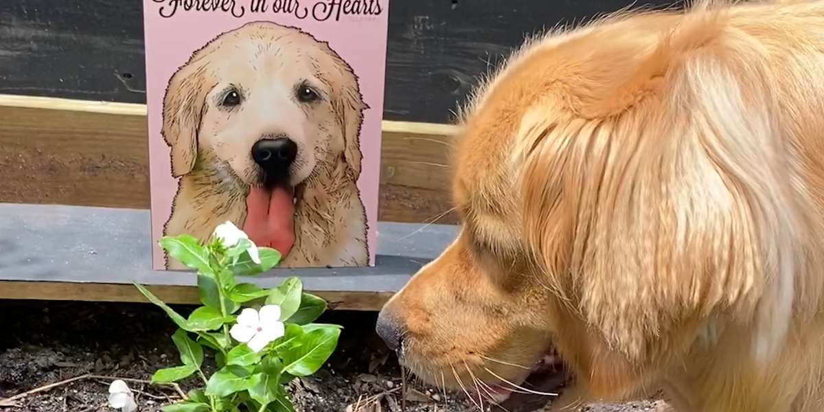 Dog Does Sweetest Thing To Honor His Big Sis - Videos - The Dodo