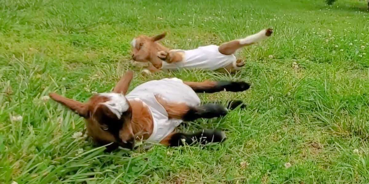 Wobbly Baby Goats Learn To Run And Can’t Stop Jumping Around - Videos ...