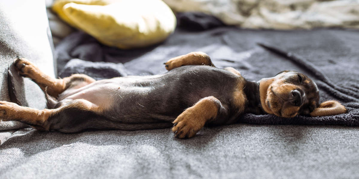 The Best Ways To Spruce Up Your Dog’s Space - DodoWell - The Dodo