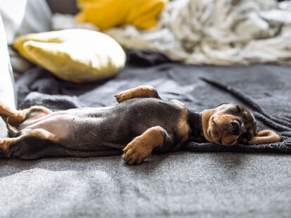 The Best Ways To Spruce Up Your Dog’s Space - DodoWell - The Dodo