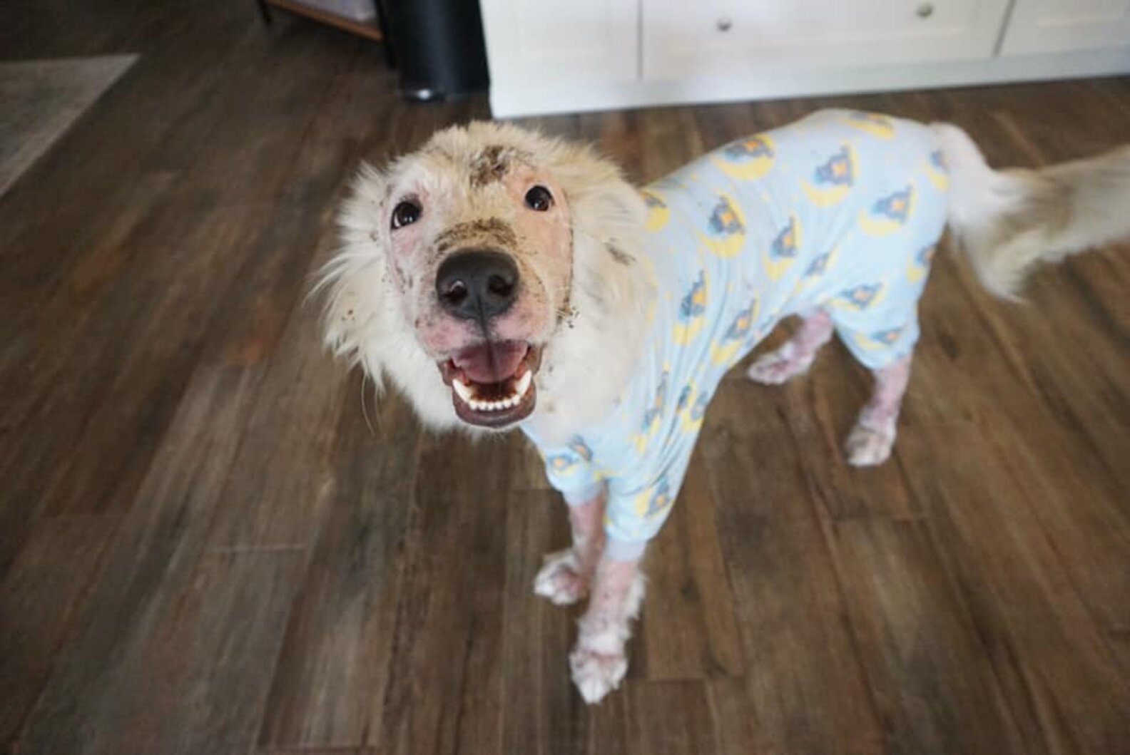 Hairless Dog Makes The Most Amazing Transformation - The Dodo