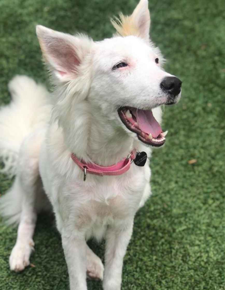 Hairless Dog Makes The Most Amazing Transformation - The Dodo