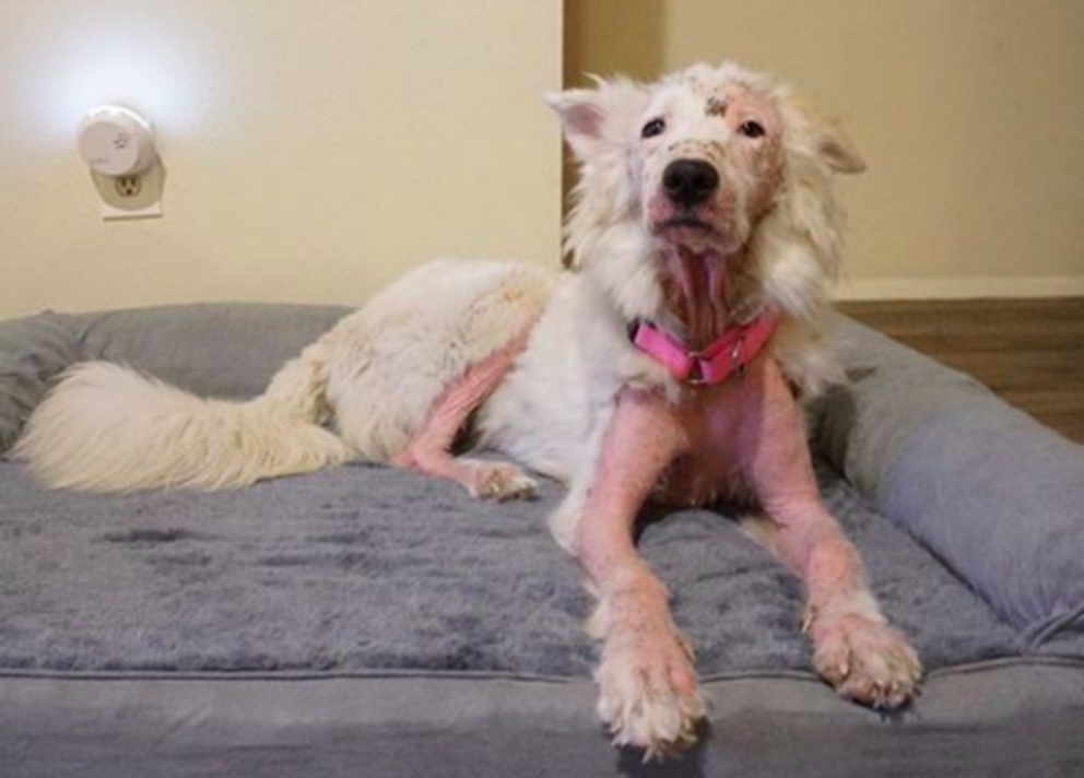 Hairless Dog Makes The Most Amazing Transformation - The Dodo