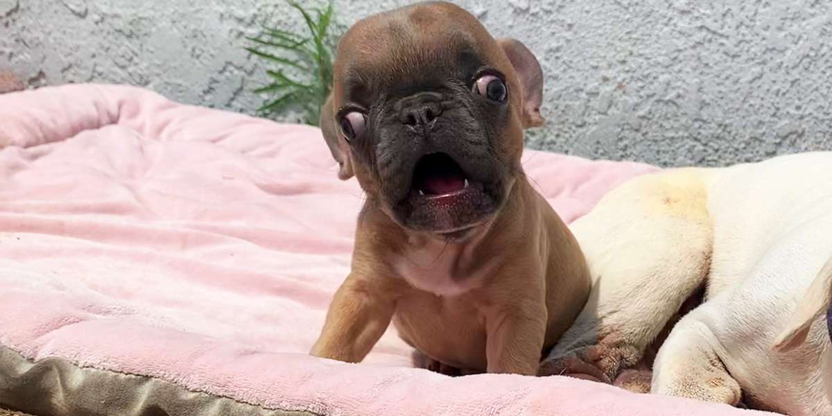 Very Special Frenchie Puppy Makes His New Family Complete - Videos ...
