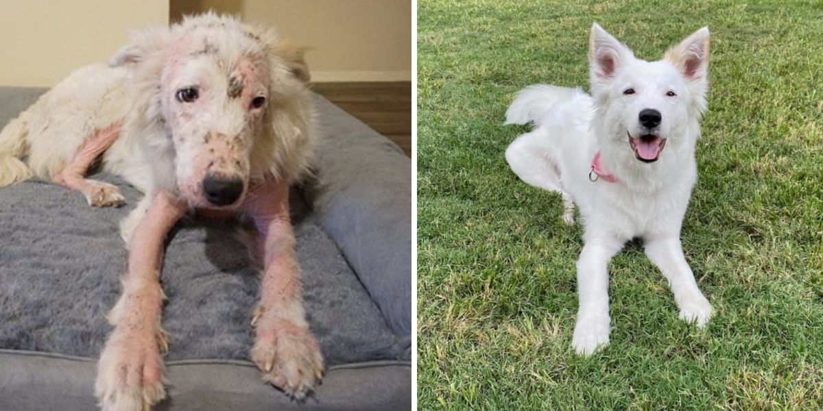 Hairless Dog Makes The Most Amazing Transformation - The Dodo