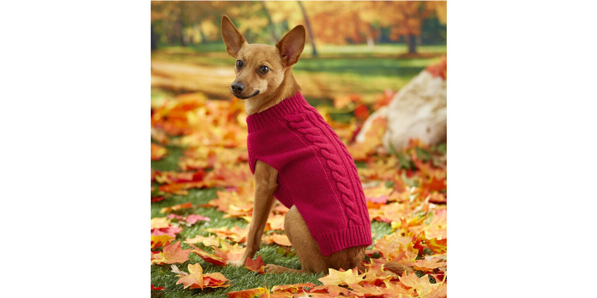 Coziest Dog Fall Sweaters - DodoWell - The Dodo