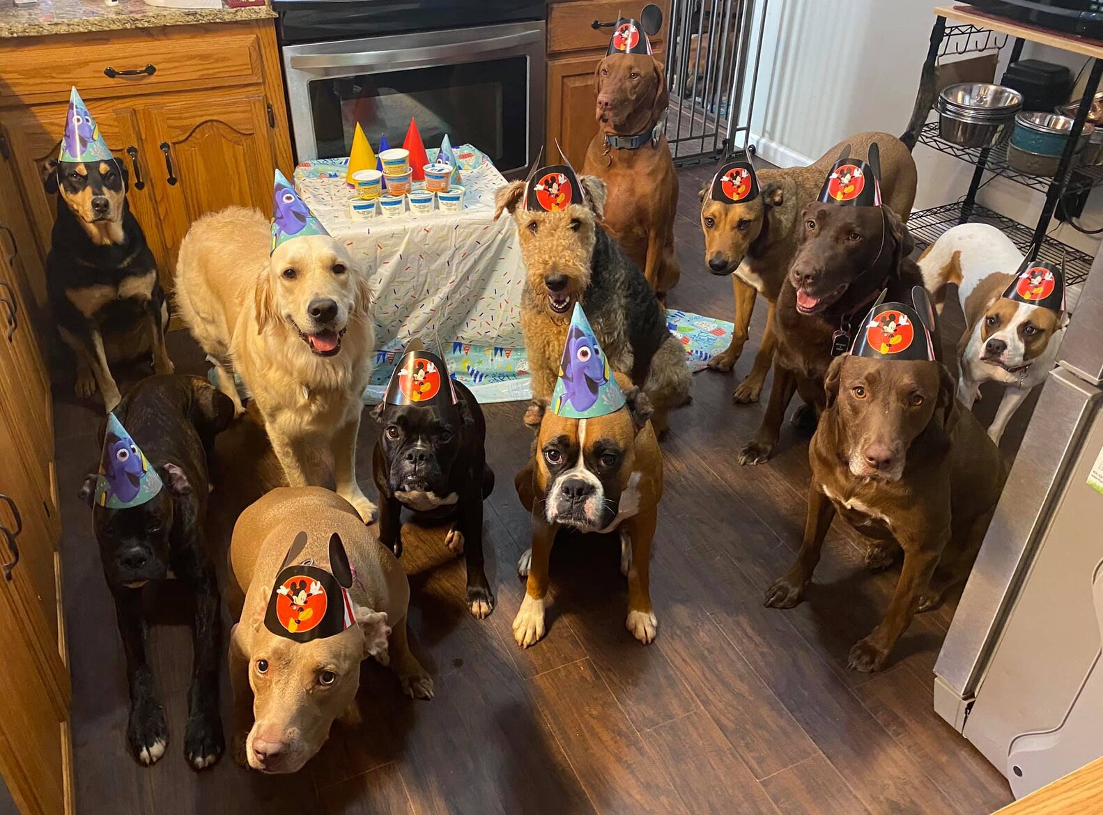 Dogs Have The Most Well-Behaved Birthday Party Ever - The Dodo