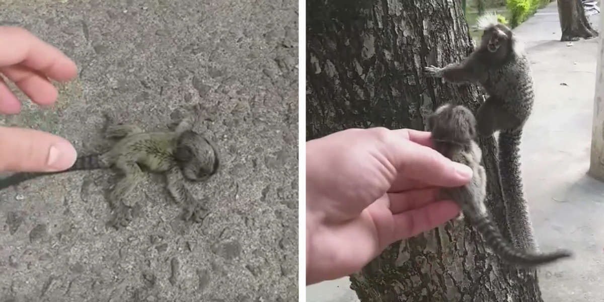 Guy Finds Baby Monkey On Ground And Reunites Her With Her Worried Mom ...
