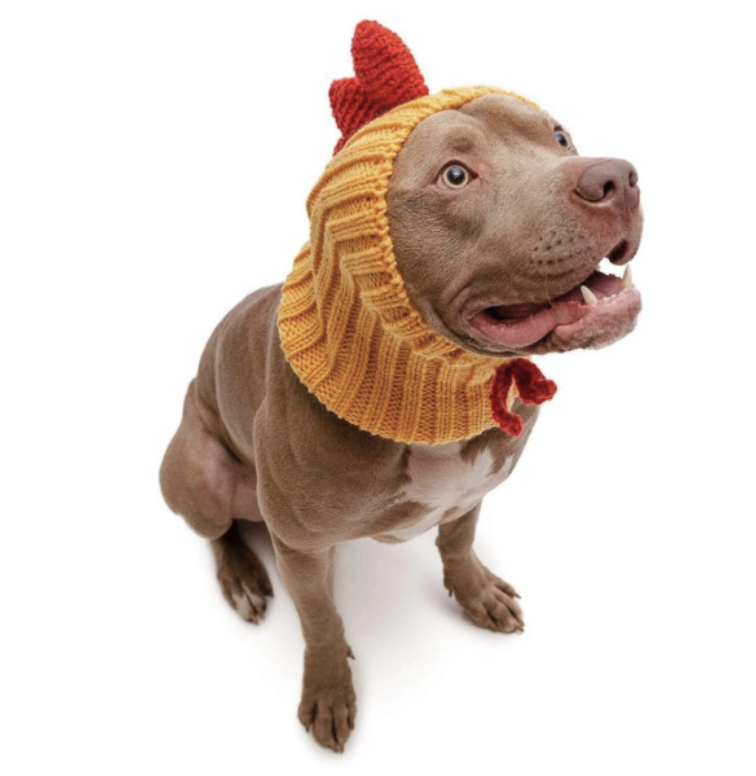 Ever Heard Of A Dog Snood? You'll LOVE Them - DodoWell - The Dodo