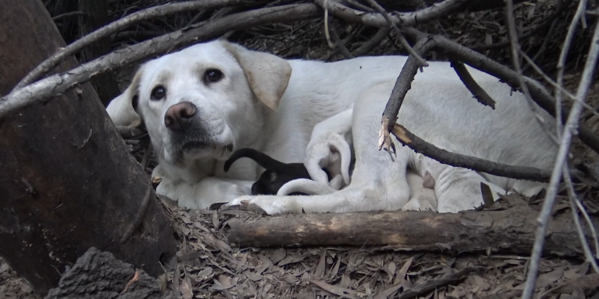 Stray Labrador Won’t Let Rescuers Near Her Puppies - Videos - The Dodo