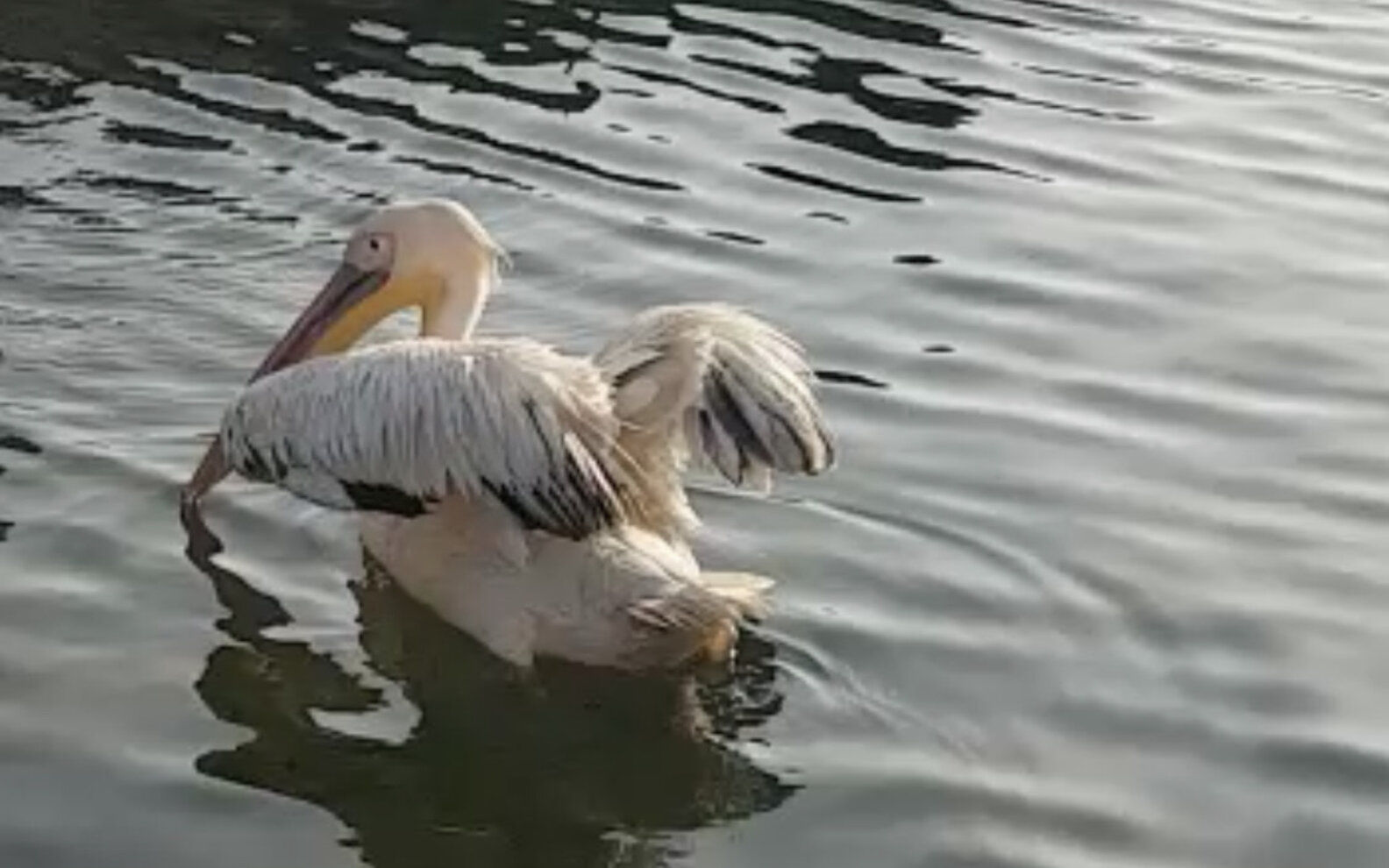 Friendly Pelican Becomes Seafood Restaurant's Best Customer - The Dodo