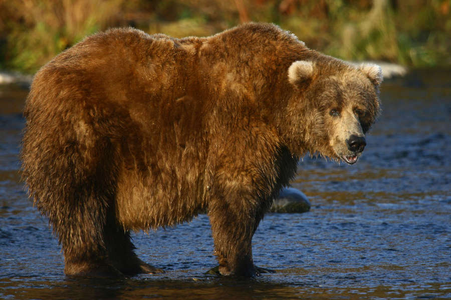 Fat Bear Week 2020: Katmai National Park's Bear Competition Returns ...