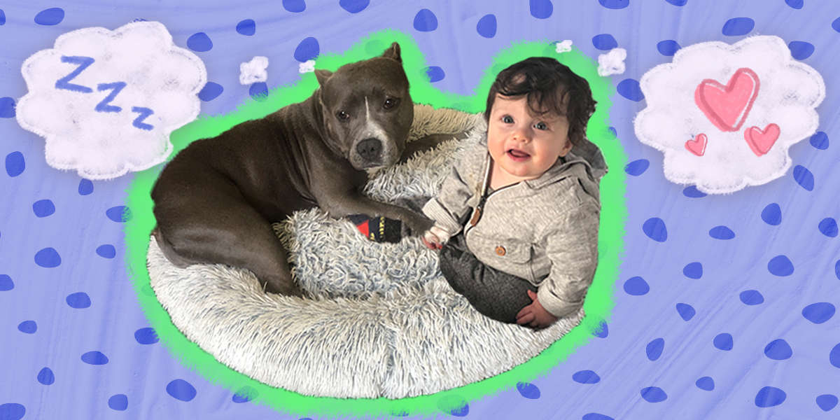 Best Friends By Sheri Calming Cuddler Dog Bed Review: Why Our Pets (And ...