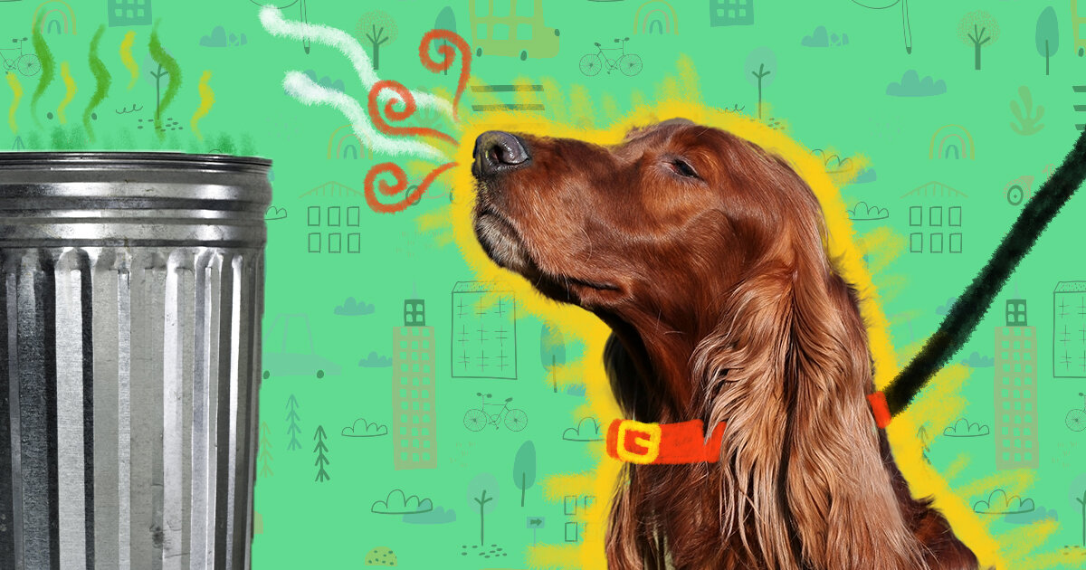 Why Do Dogs Poop In Bushes