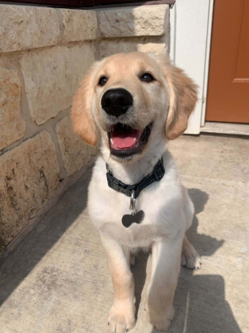 People Can't Stop Talking About This Puppy's Adorable Little "Butt ...