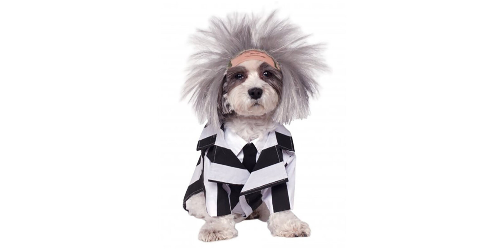 13 Of The Scariest Dog Halloween Costumes - The Dodo