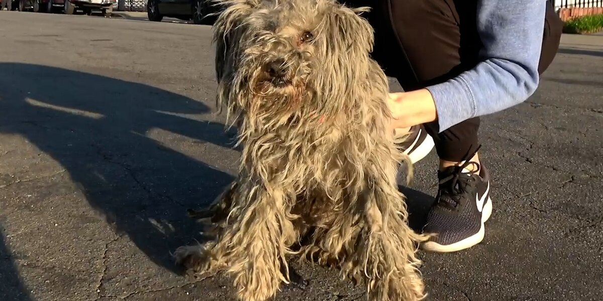 Matted Stray Dog Finally Gets A Haircut - Videos - The Dodo Matted Stray Dog Finally Gets A Haircut - Videos - The Dodo
