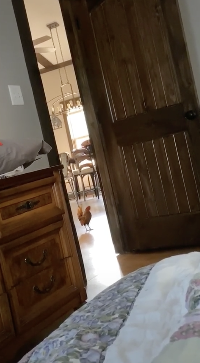 Stray Rooster Wanders Into Family's House - The Dodo