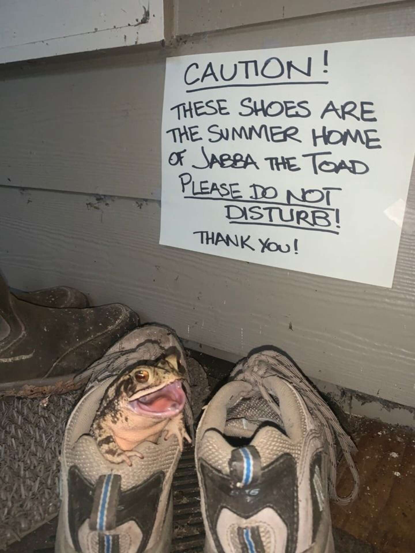 Woman Goes Above And Beyond For A Toad Who Decided To Live In Her Shoe ...