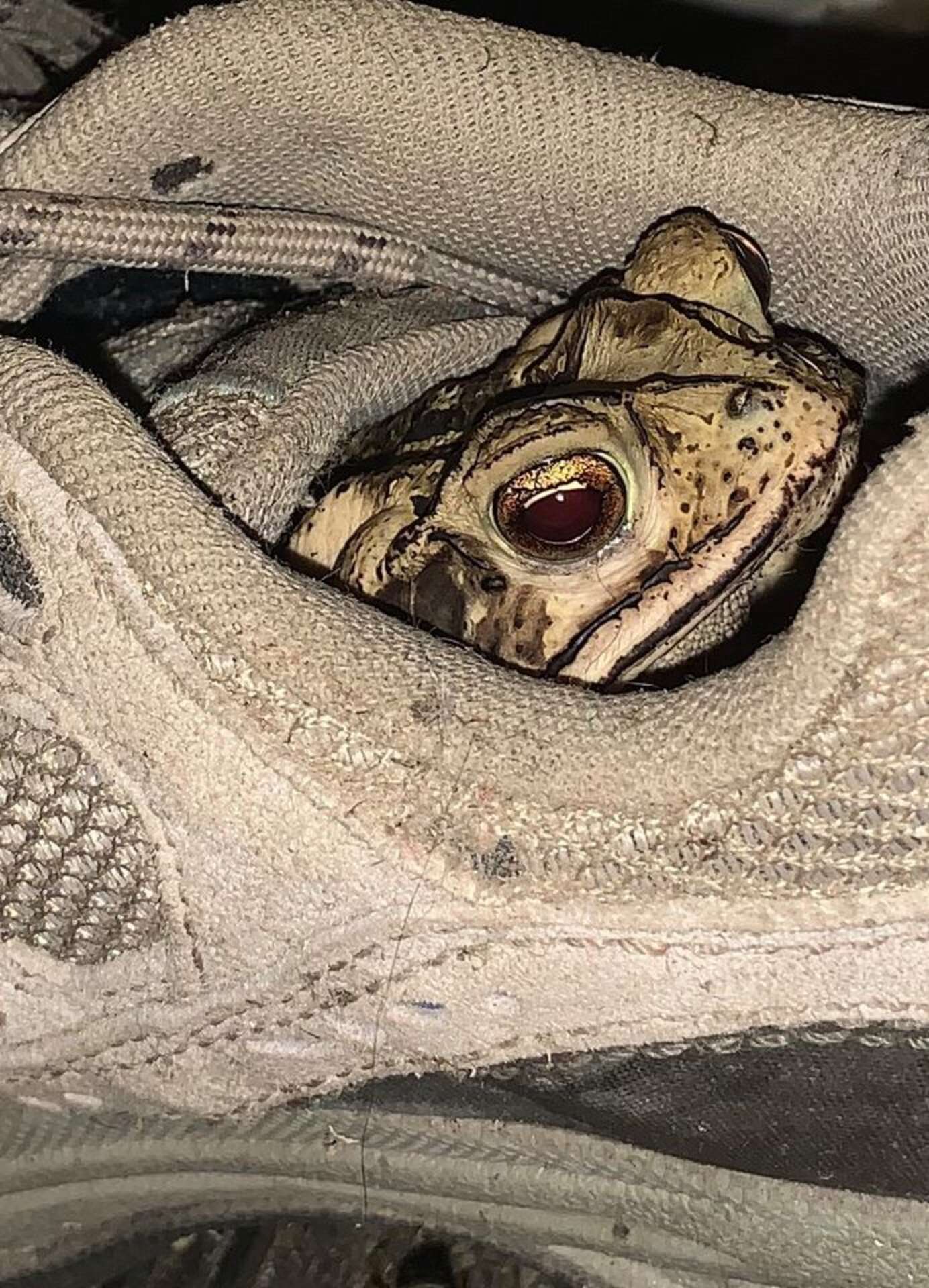 Woman Goes Above And Beyond For A Toad Who Decided To Live In Her Shoe ...