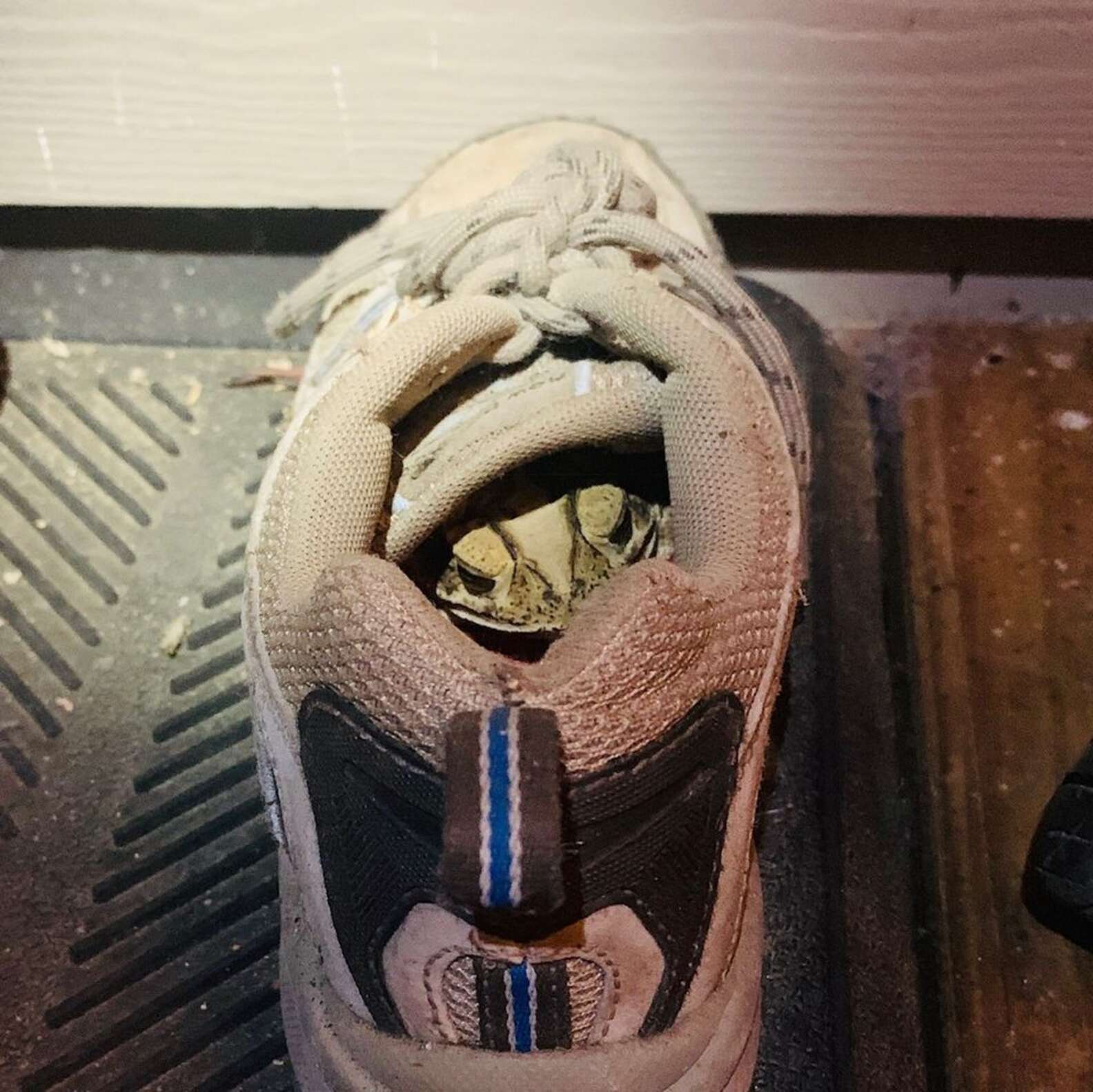 Woman Goes Above And Beyond For A Toad Who Decided To Live In Her Shoe ...