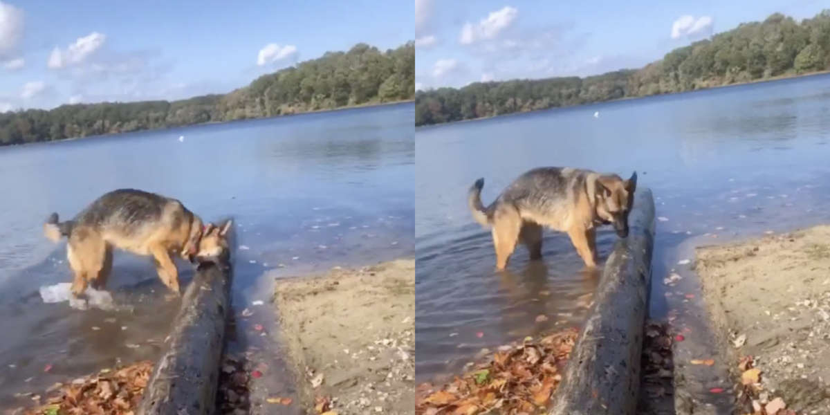 Dog Tries To Take Home Fallen Pole - The Dodo