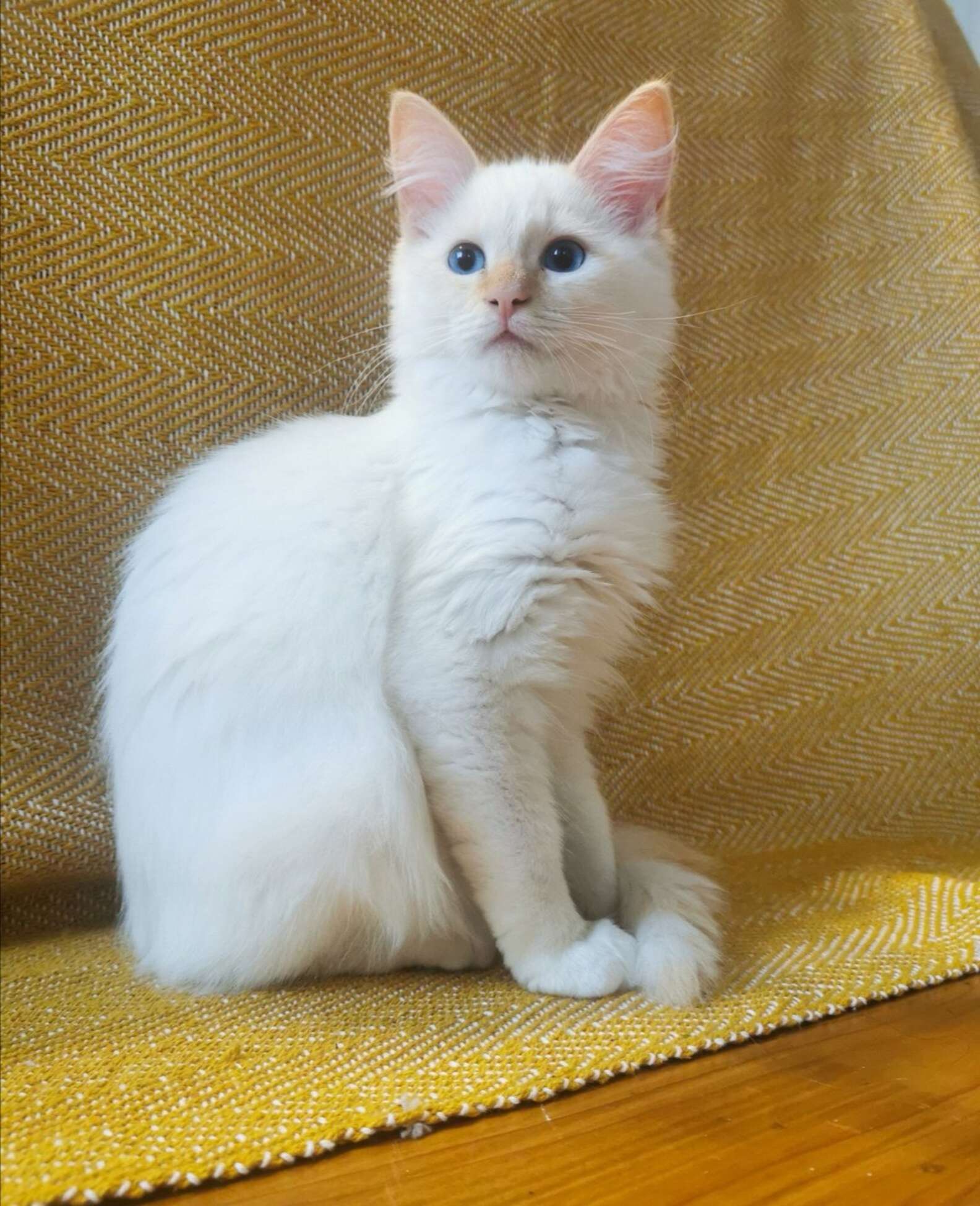 People Can’t Get Enough Of This Fluffy White Cat In The Clouds - The Dodo