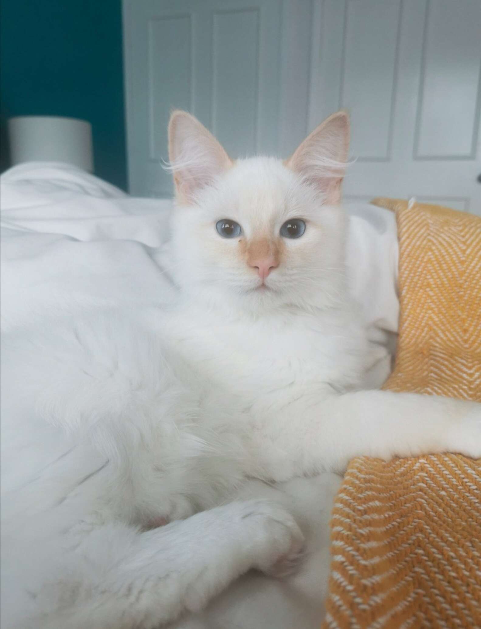 People Can’t Get Enough Of This Fluffy White Cat In The Clouds - The Dodo