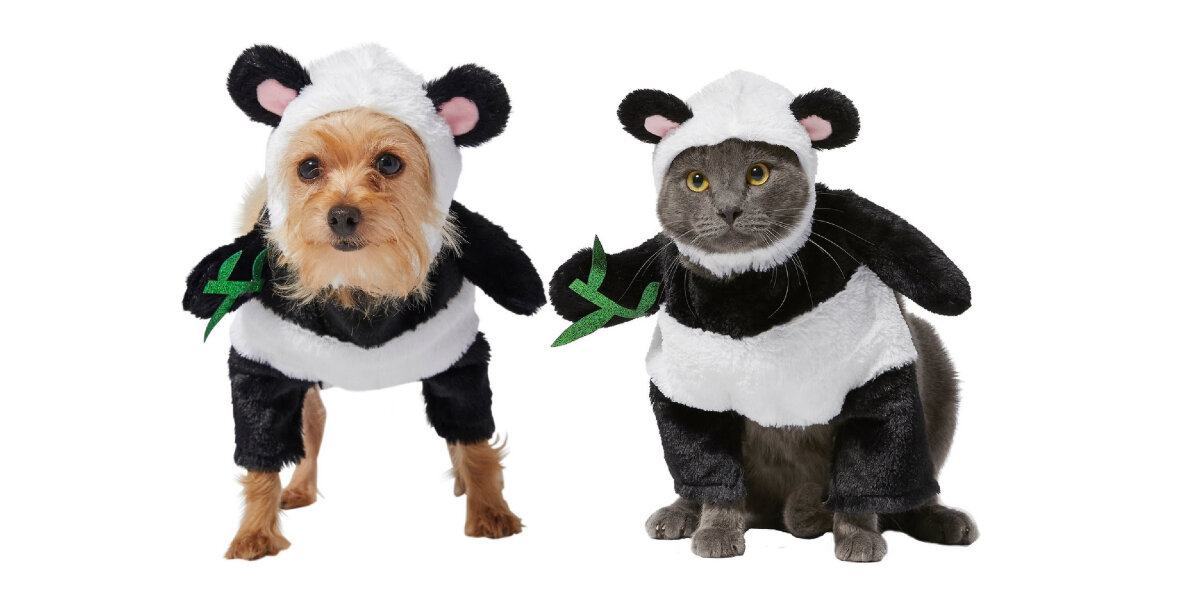The Cutest Dog And Cat Halloween Costumes! - The Dodo