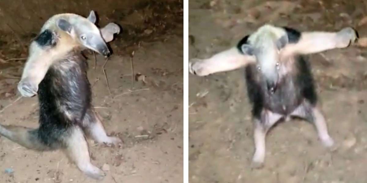 Anteater Asks For Help By 'Surrendering' To Firefighters - The Dodo