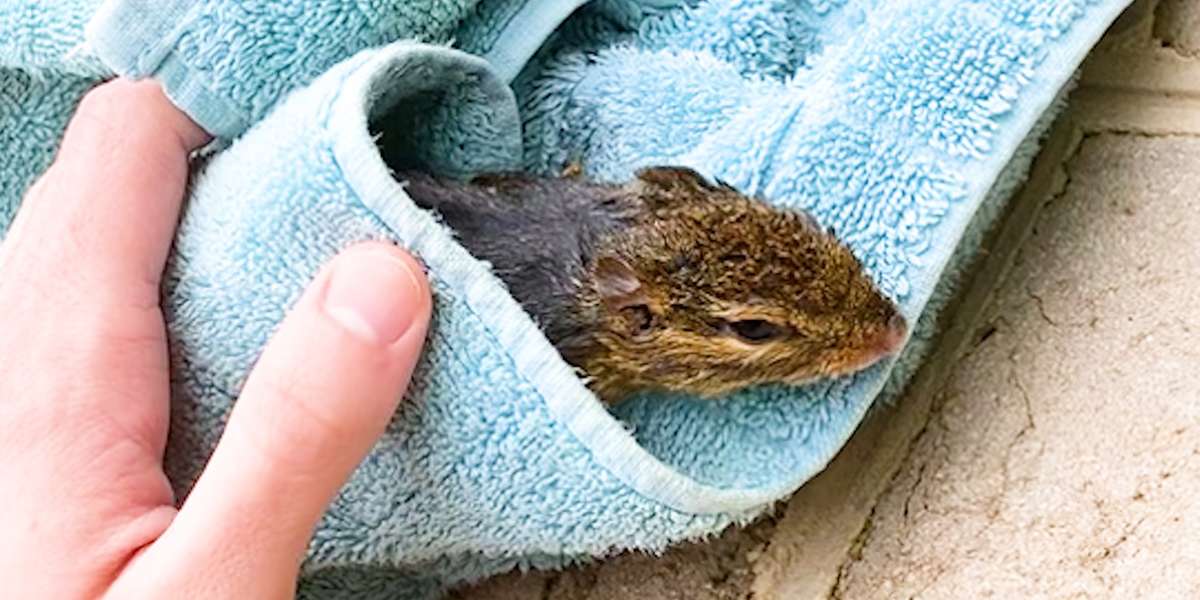 Guy Rescues Chipmunk From Swimming Pool During Zoom Class - Videos ...