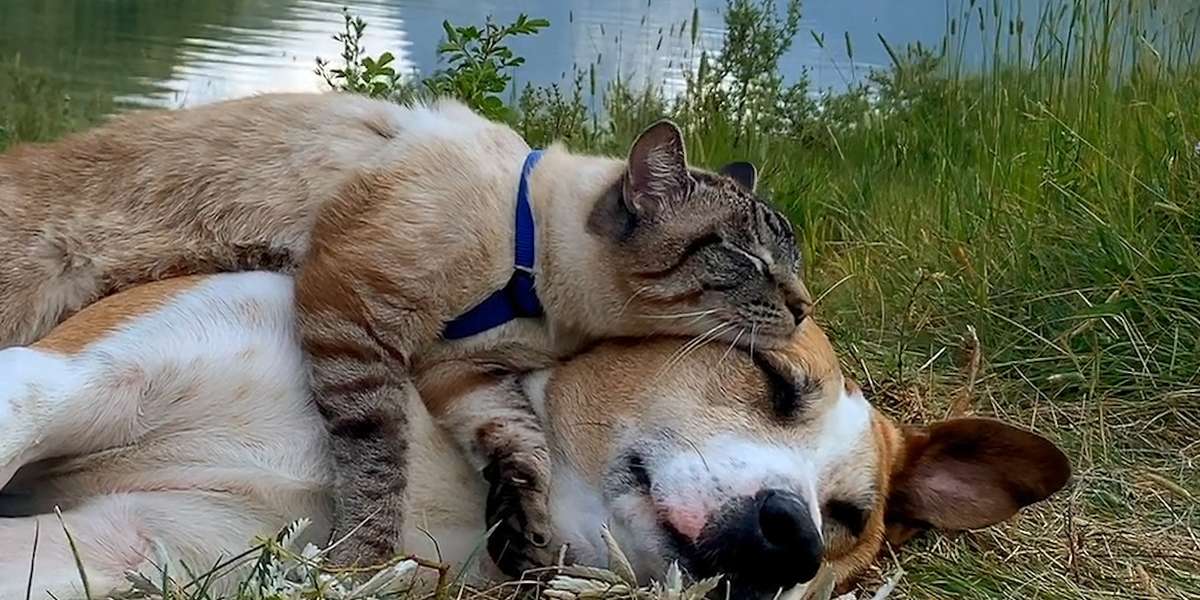 Dog Lets Cat Brother Ride On Him When They Go Hiking - Videos - The Dodo