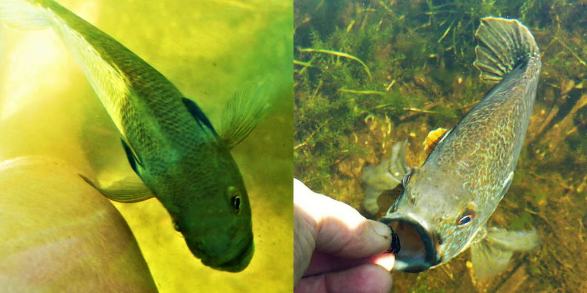 Woman And Wild Sunfish Are Best Friends - The Dodo