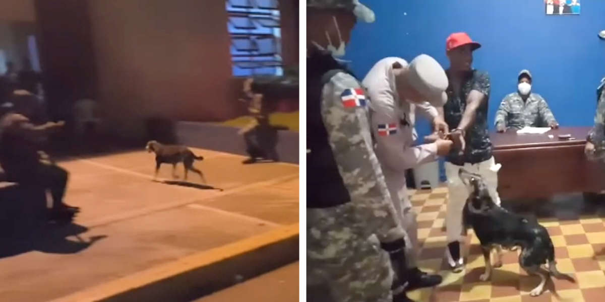 Dog Walks Into Police Station And Convinces Cops To Let His Owner Go ...